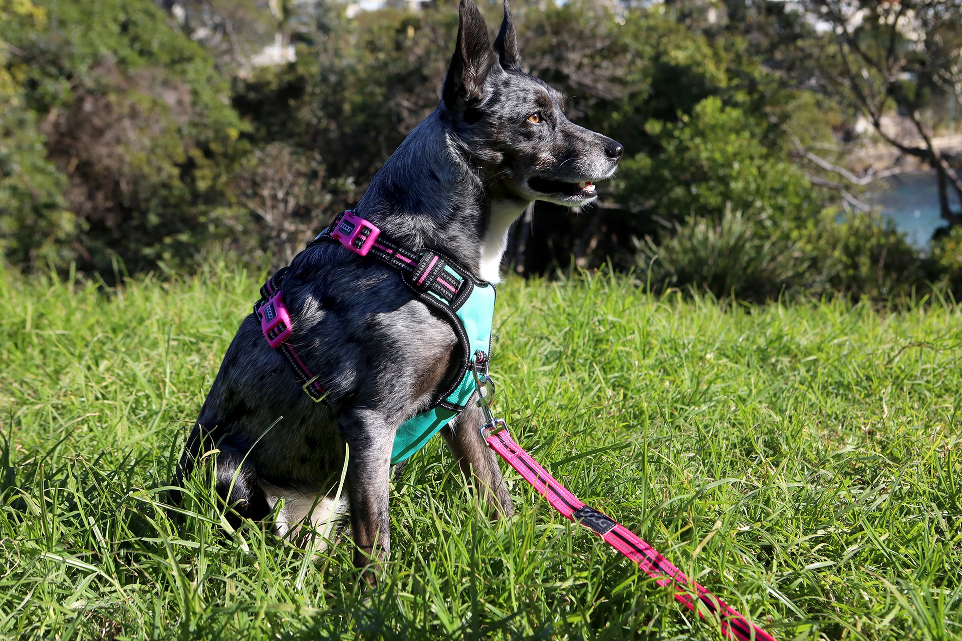 DOOG UK - Walk Play Love with DOOG – DOOGUK.co.uk